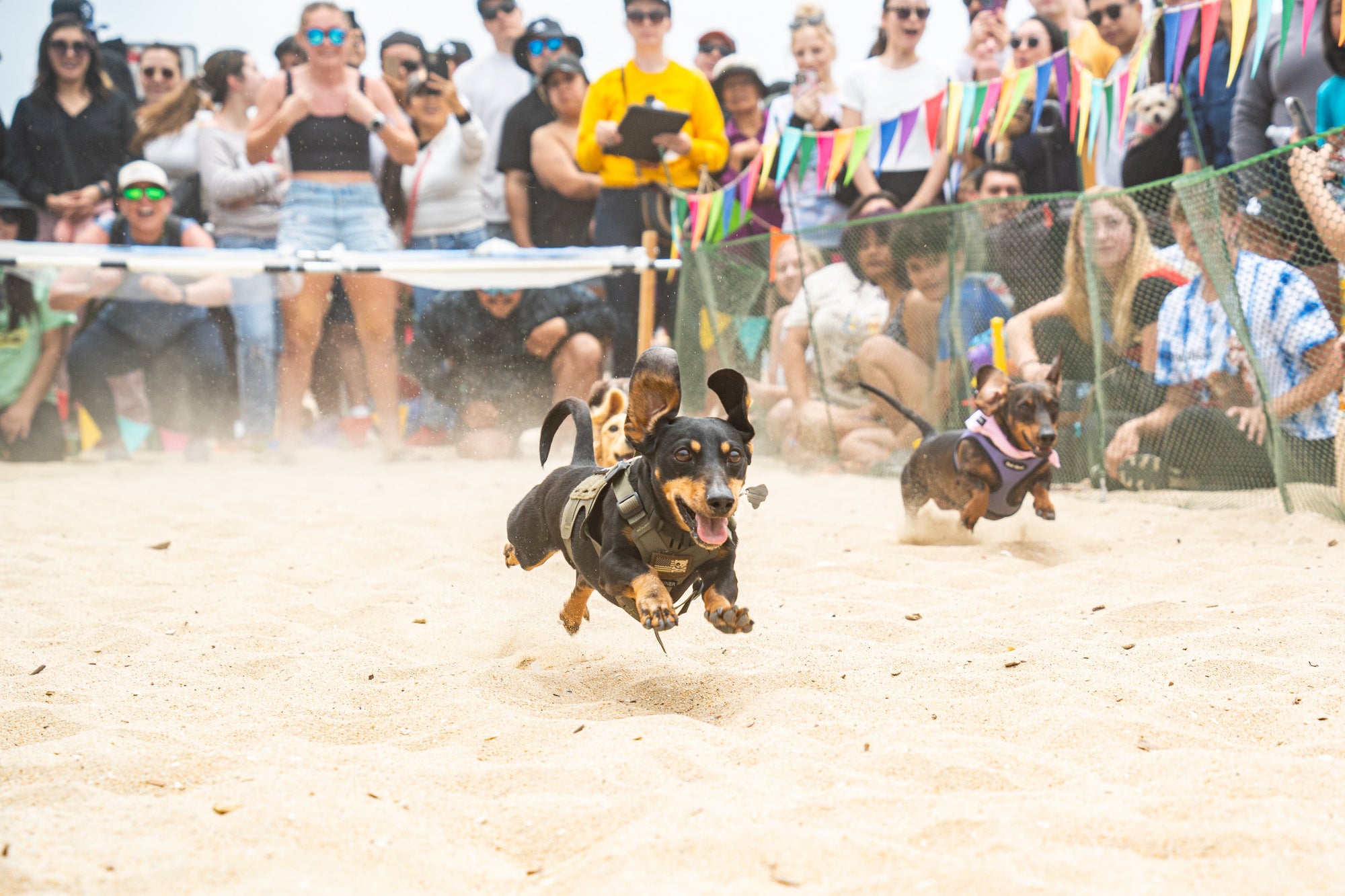 Dachshund Derby at SoCal Wienerfest