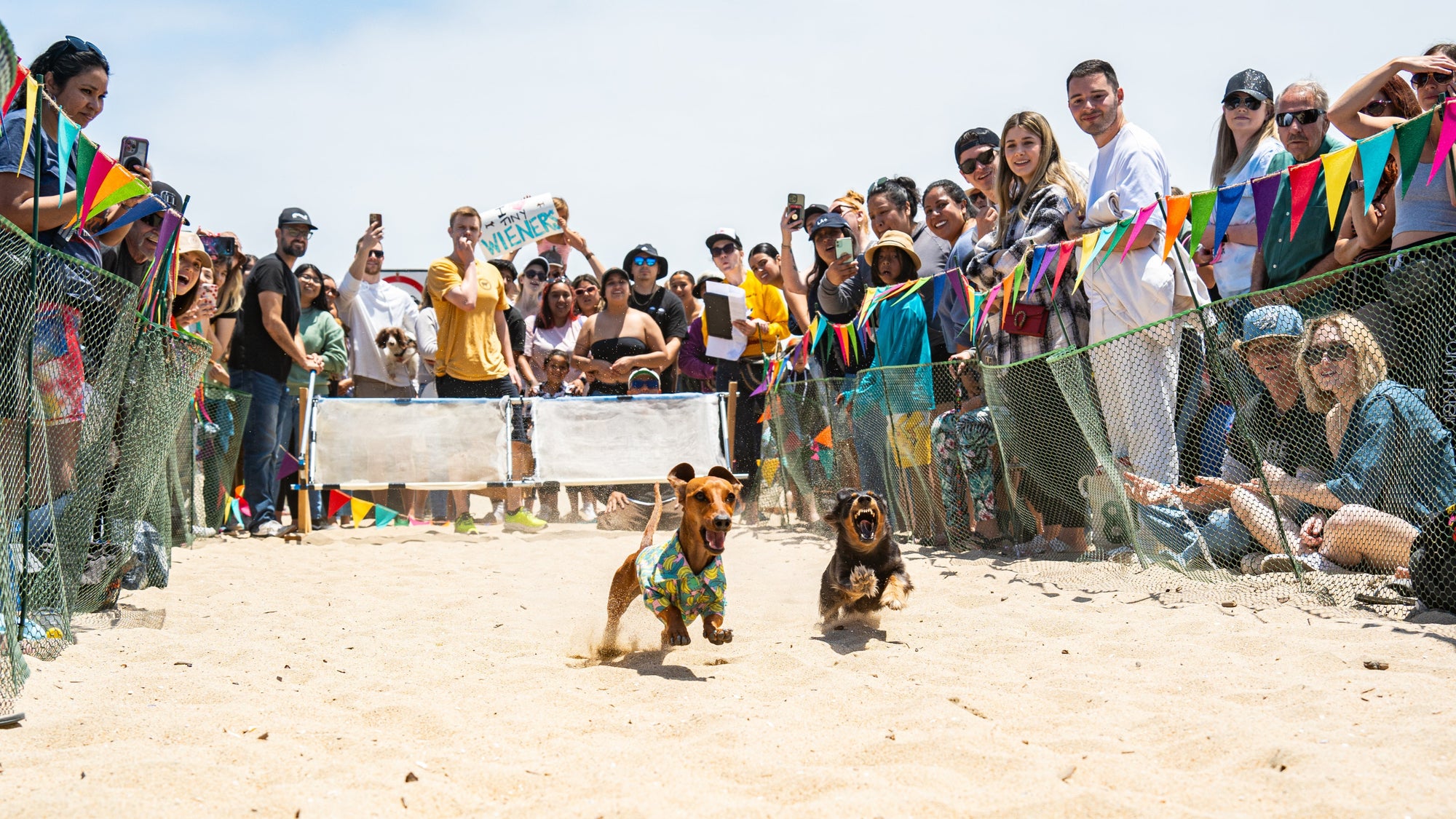 Dachshund Derby at SoCal Wienerfest