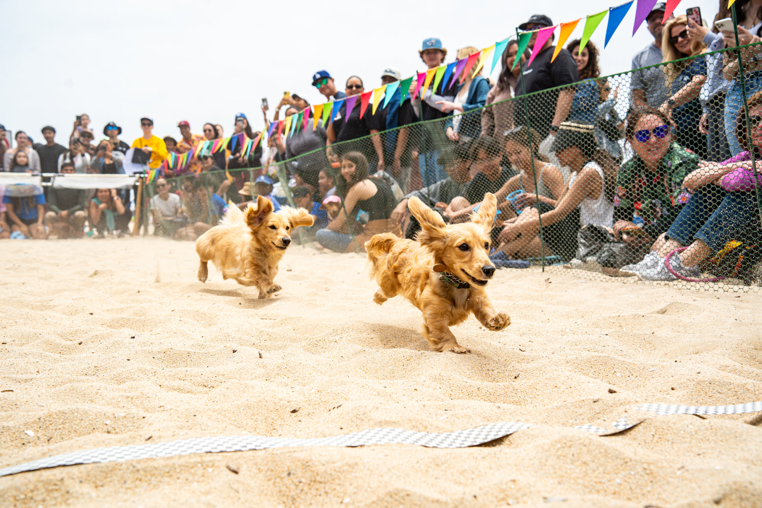 Dachshund Derby at SoCal Wienerfest